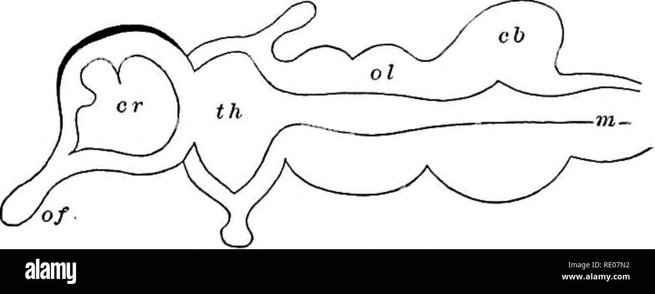 Fish stage Black and White Stock Photos & Images - Alamy