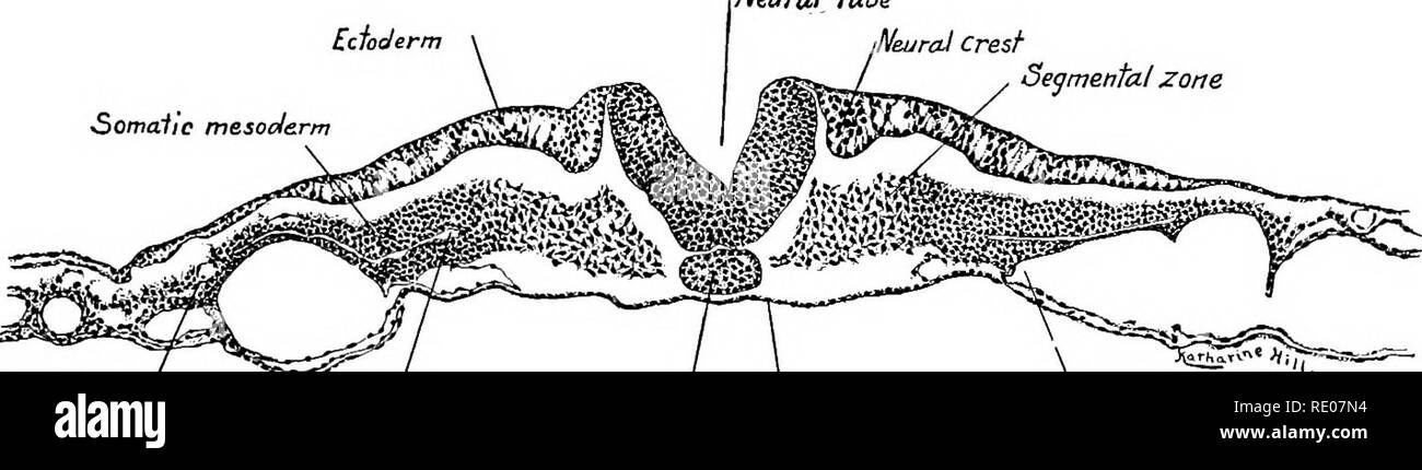 . A laboratory manual and text-book of embryology. Embryology. CHICK ...