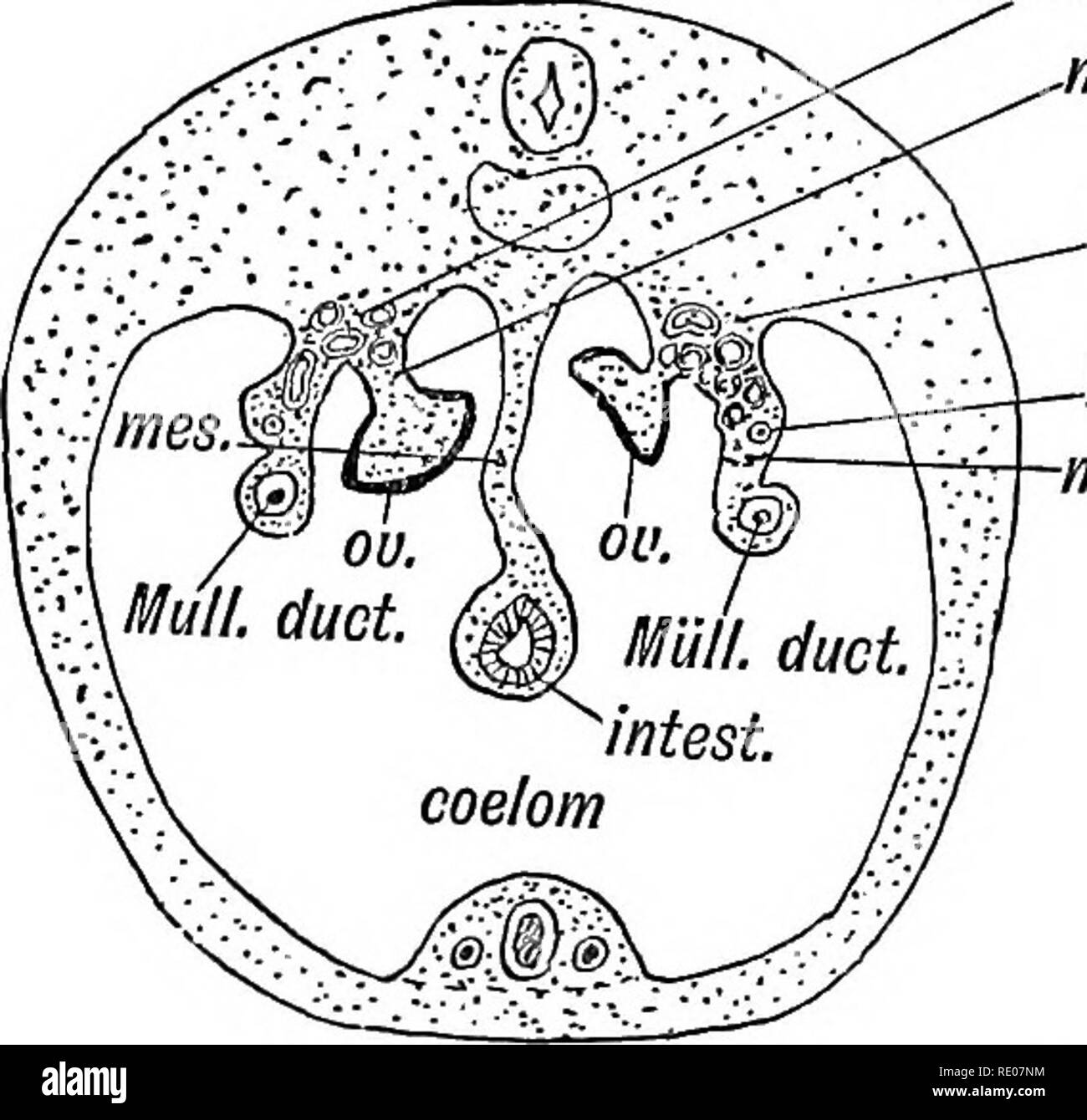 Mullerian Black and White Stock Photos & Images - Alamy