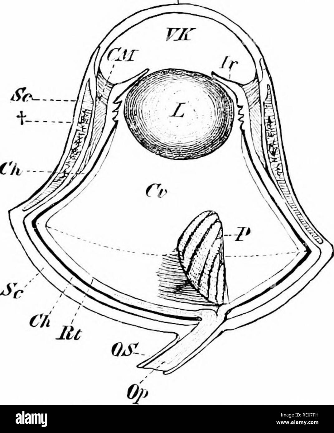 . A manual of zoology. Zoology. IV. VERTEBRATA: AVE.'^. (ill etc.) well ...