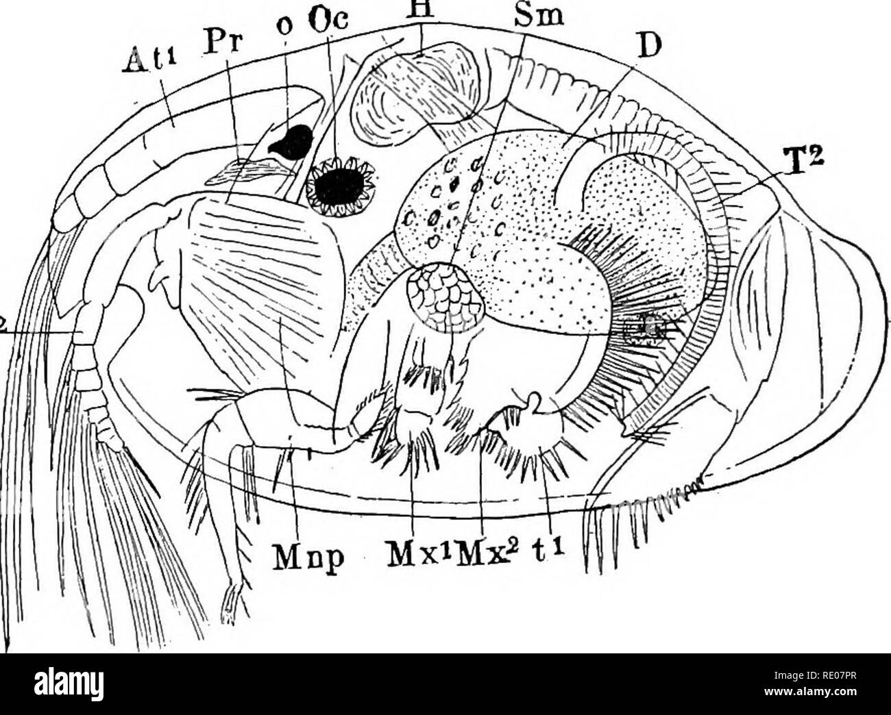 . A text-book of invertebrate morphology. Invertebrates. 392 ...
