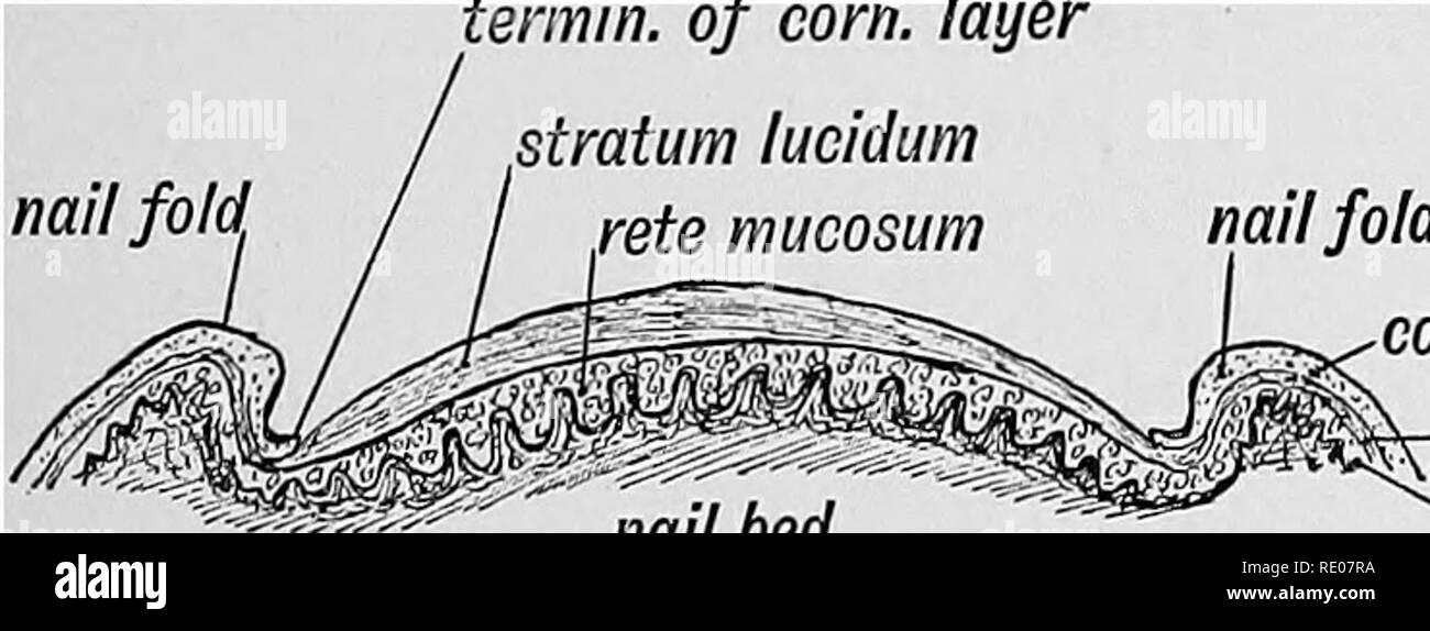 Hair morphology Black and White Stock Photos & Images - Alamy