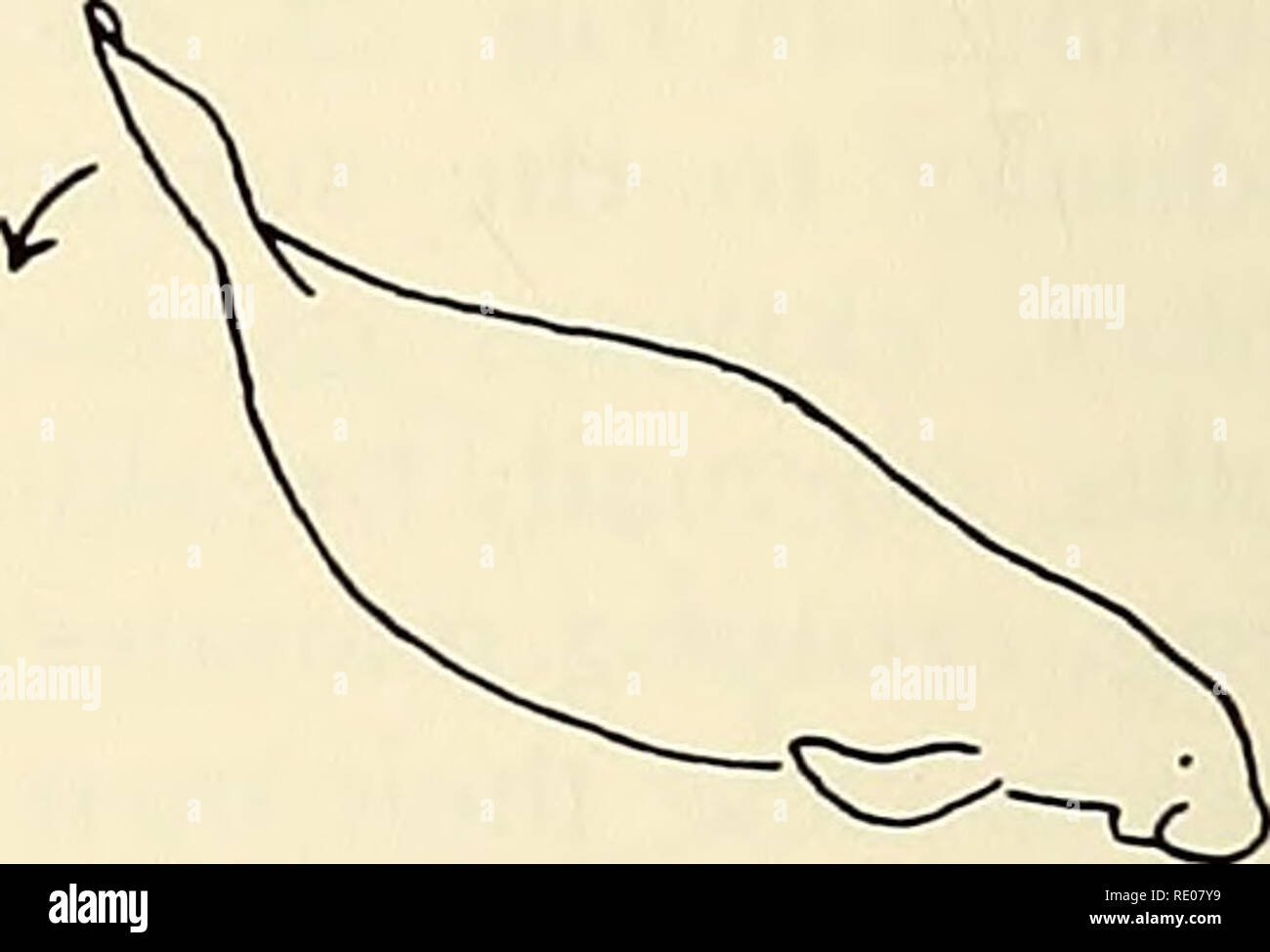 . Ecology and behavior of the Manatee (Trichechus manatus) in Florida ...