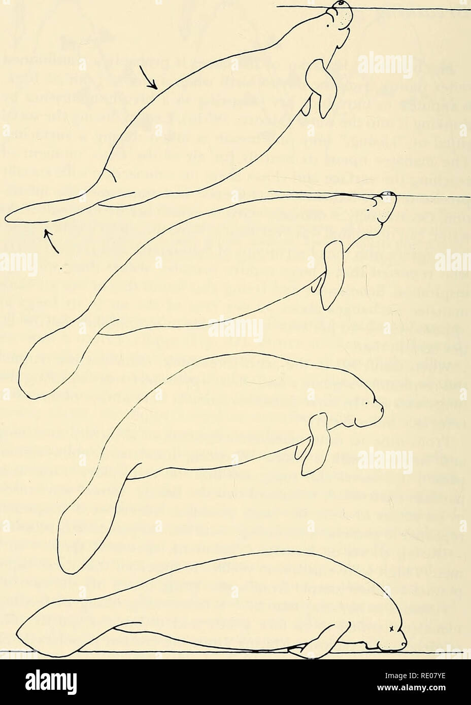 Manatee nose hi-res stock photography and images - Alamy