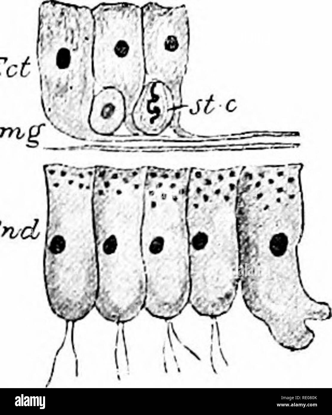 Representing cellular structures hi-res stock photography and images ...