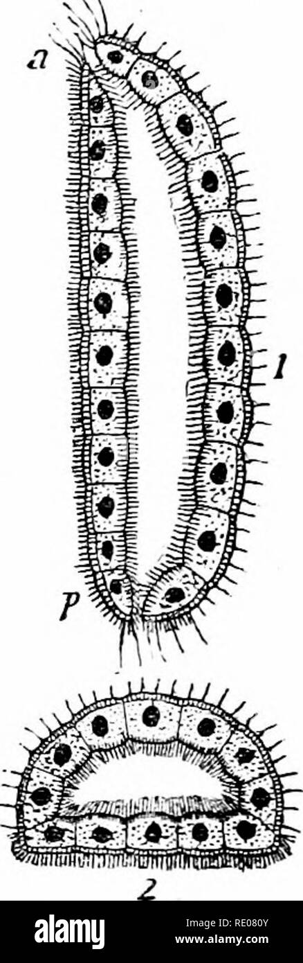 Types of parasites hi-res stock photography and images - Alamy