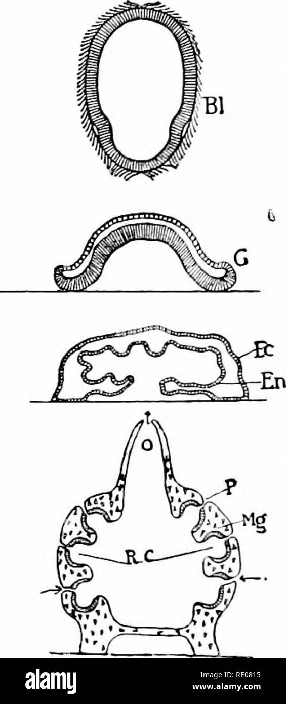 Sycon sponge hi-res stock photography and images - Alamy