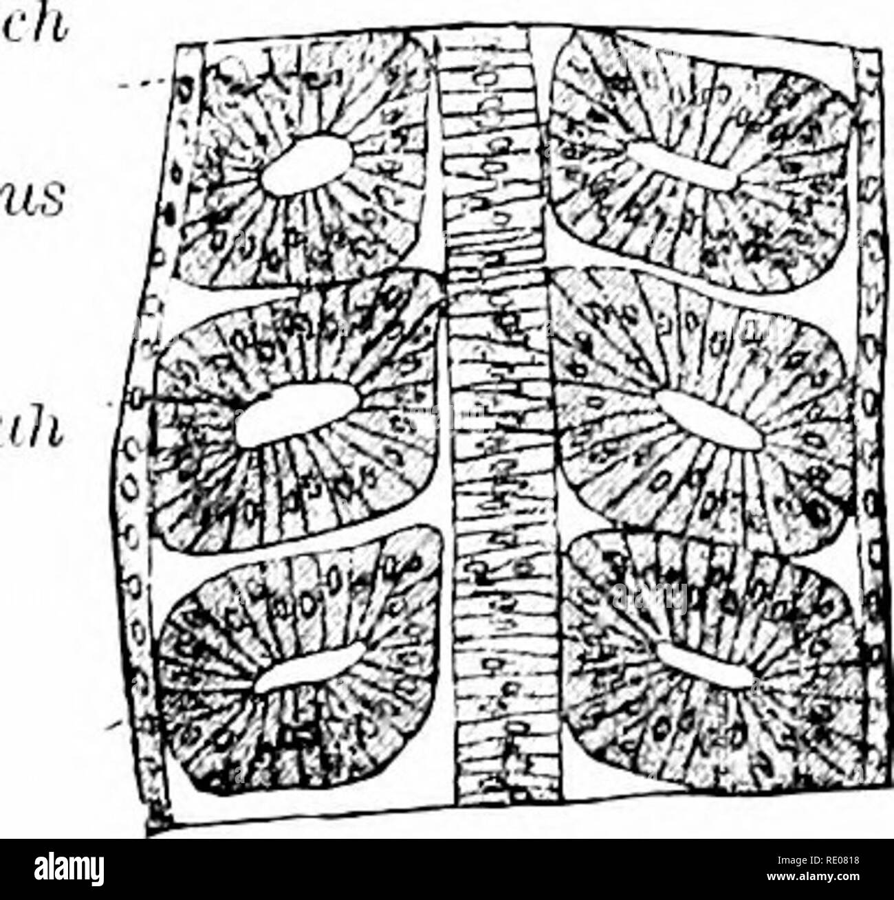 Vertebral column fish hi-res stock photography and images - Alamy