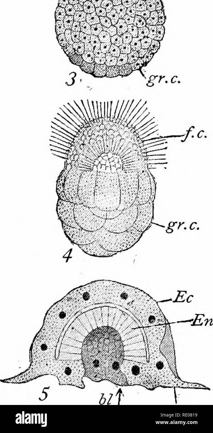 Raphanus Black and White Stock Photos & Images - Alamy