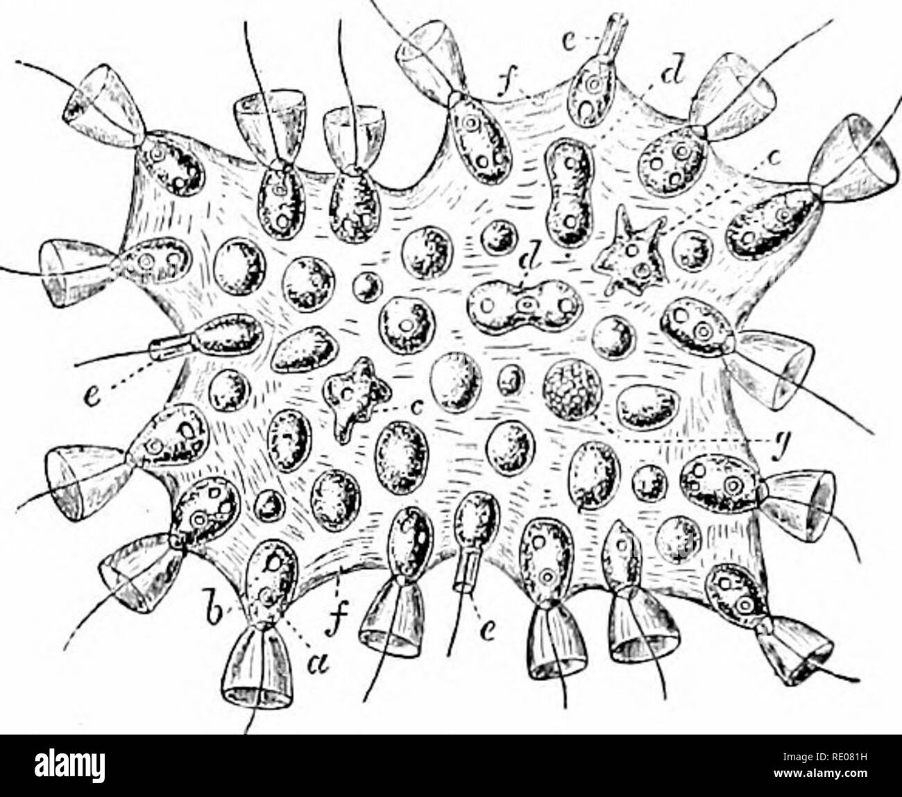 Spore case Cut Out Stock Images & Pictures - Alamy