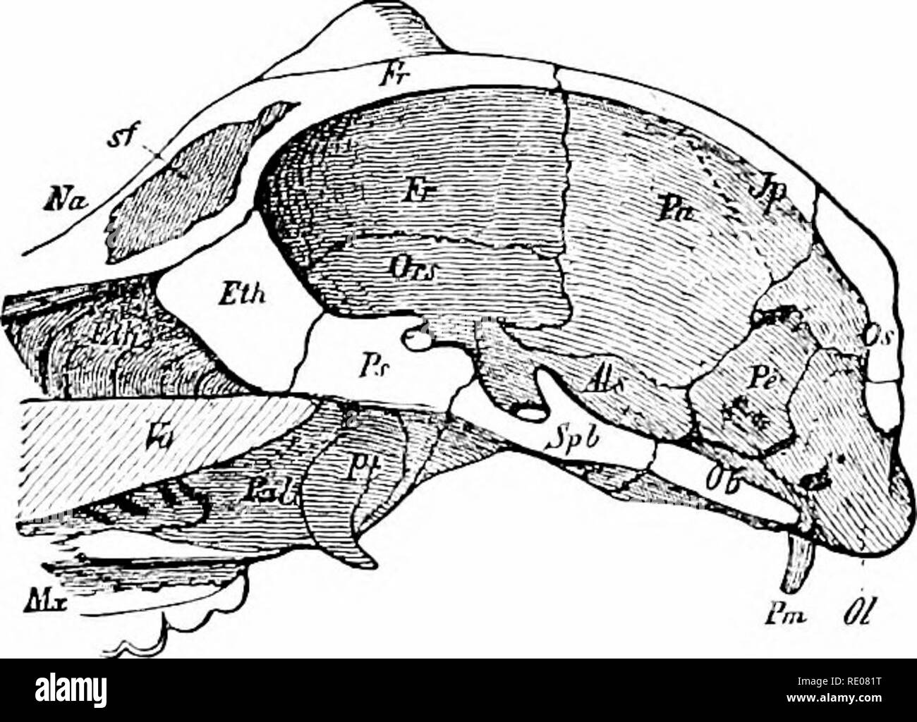 . A manual of zoology. Zoology. ir. TEBTEBllATA. 523 and the ...
