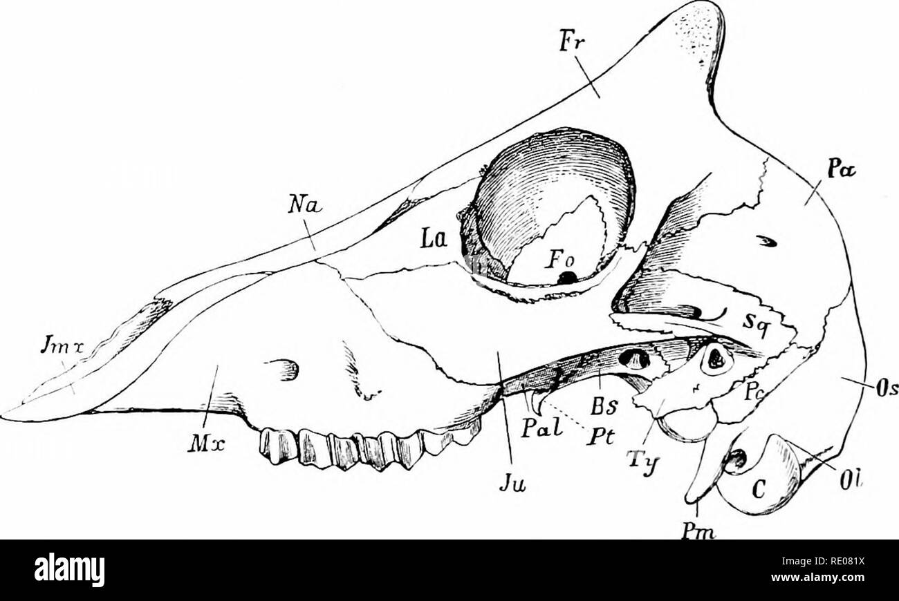 . A manual of zoology. Zoology. 522 CHORD ATA. bone, surround the ...