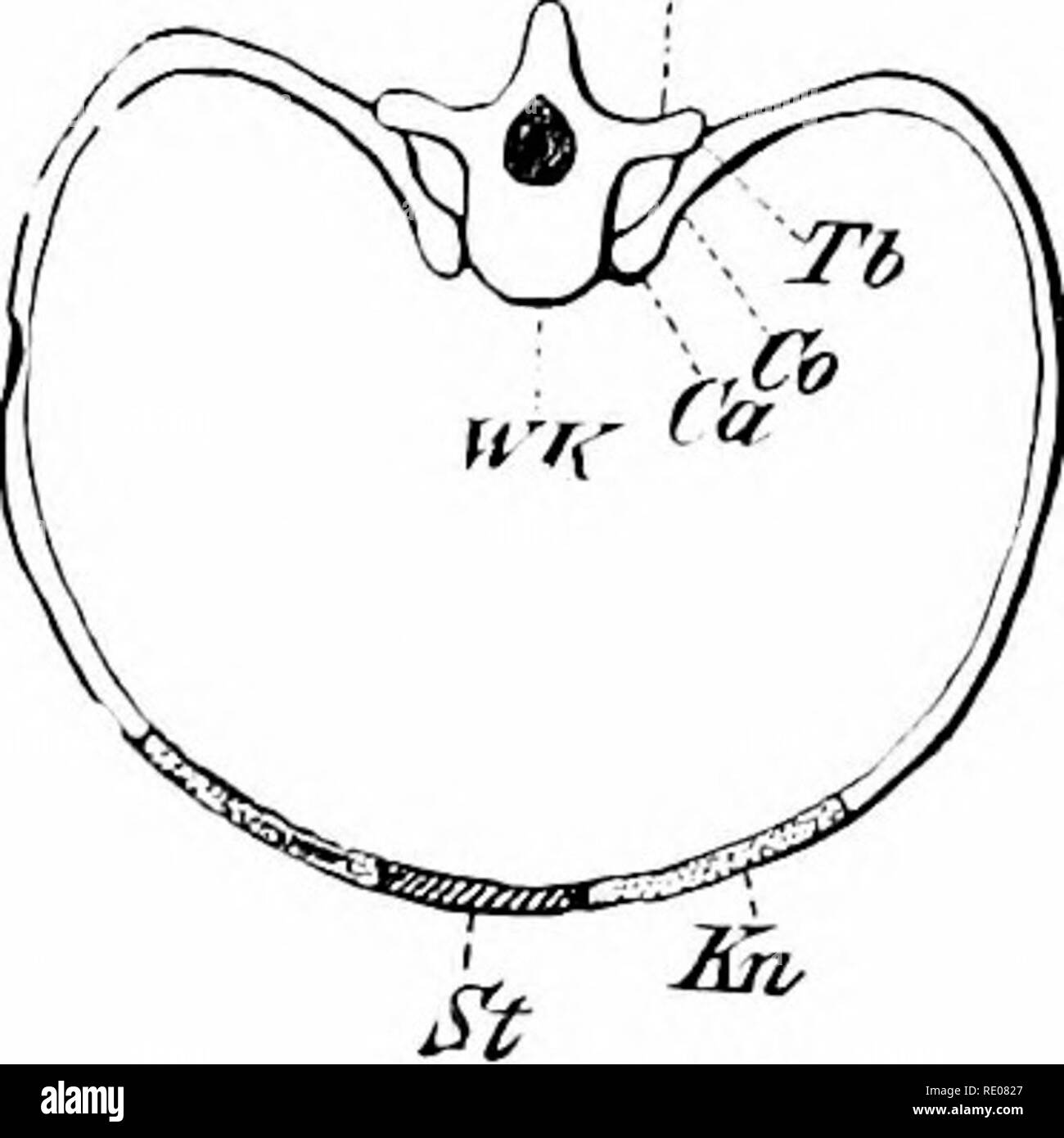 . A manual of zoology. Zoology. I'sPt. Fig. 5.57. Fio. 558. Fig 557 —f ...