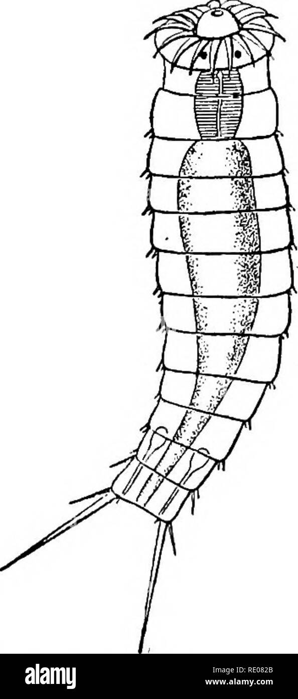 Gastrotricha hi-res stock photography and images - Alamy