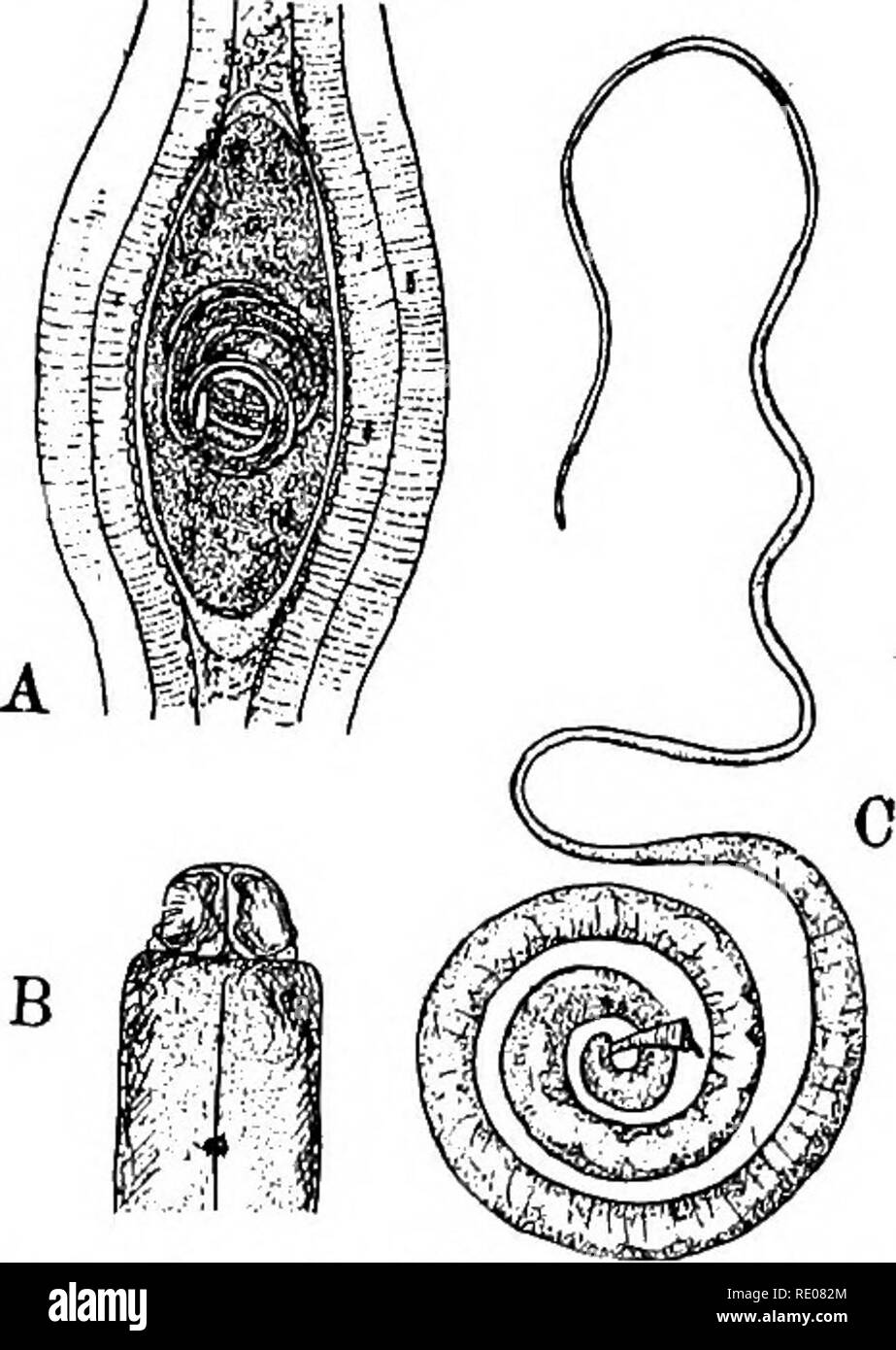 . A text-book of invertebrate morphology. Invertebrates. TYPE ...