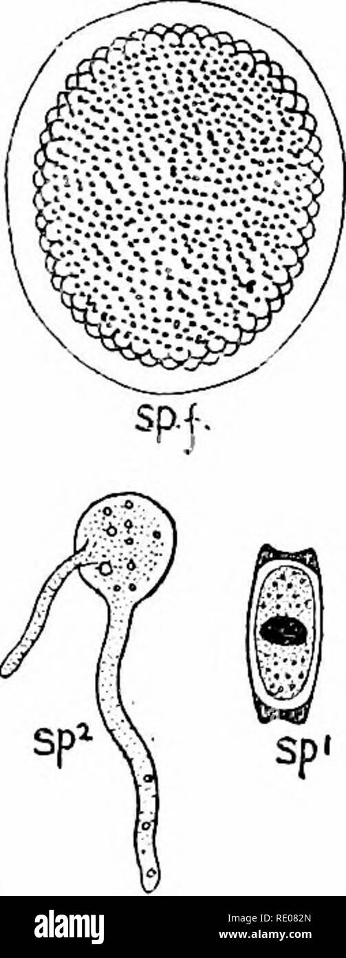 . Outlines of zoology. Zoology. d/g. Fig. 18.—Life history of Gregarina ...