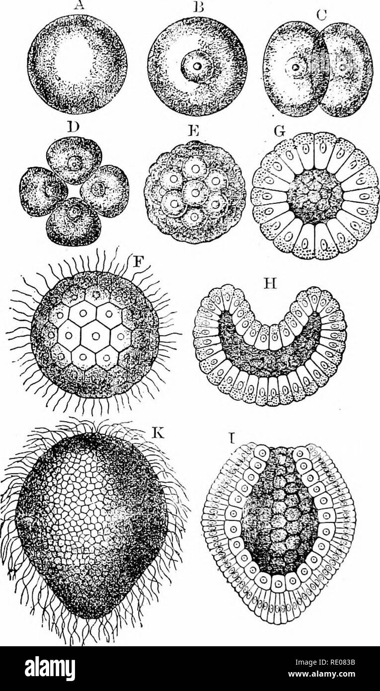 Ball cells Black and White Stock Photos & Images - Alamy
