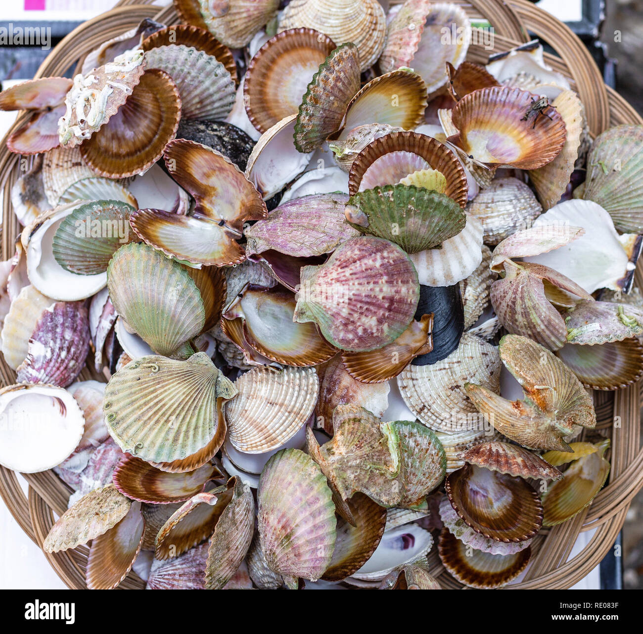 Sea shells on shelfs in a market. Street of Rovinj city. Croatia Stock ...