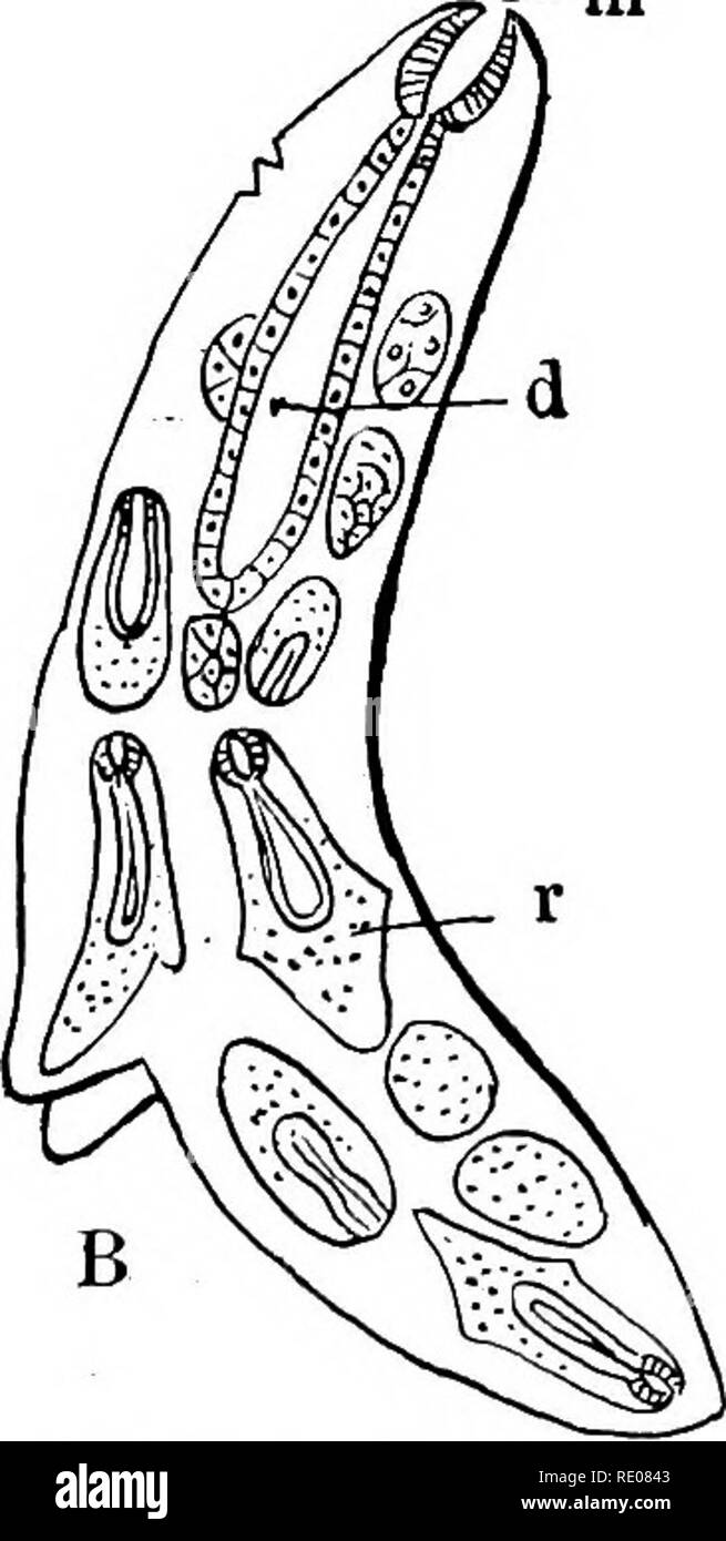 . A text-book of invertebrate morphology. Invertebrates. Fig. 79.—A ...