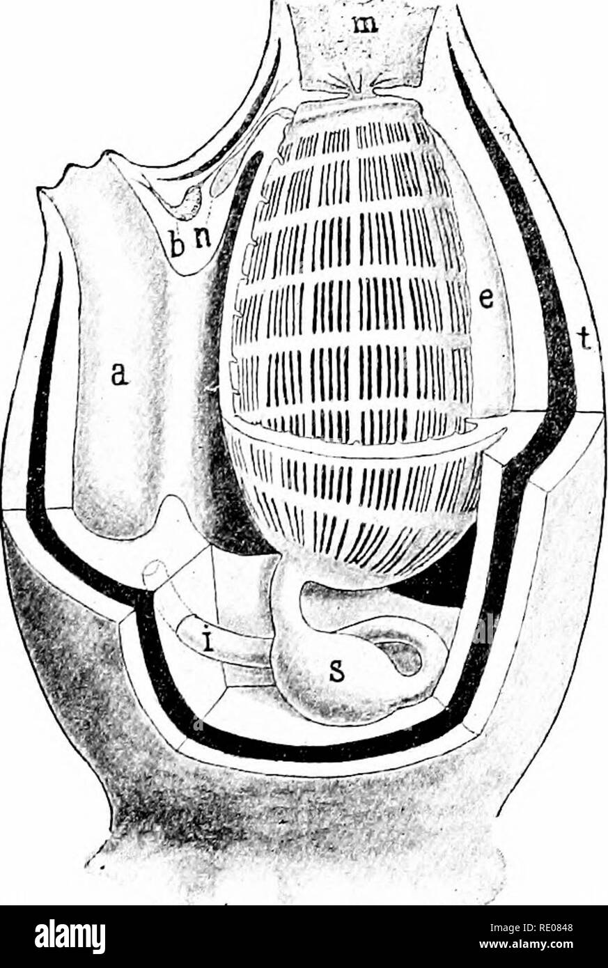 . A manual of zoology. Zoology. //. TUNIC AT A. 505 Sub Phylum II ...