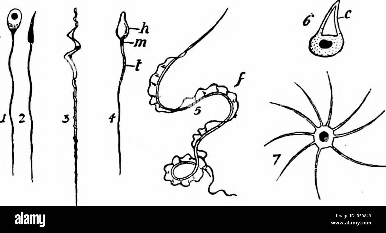 Reproduction in animals Cut Out Stock Images & Pictures - Alamy