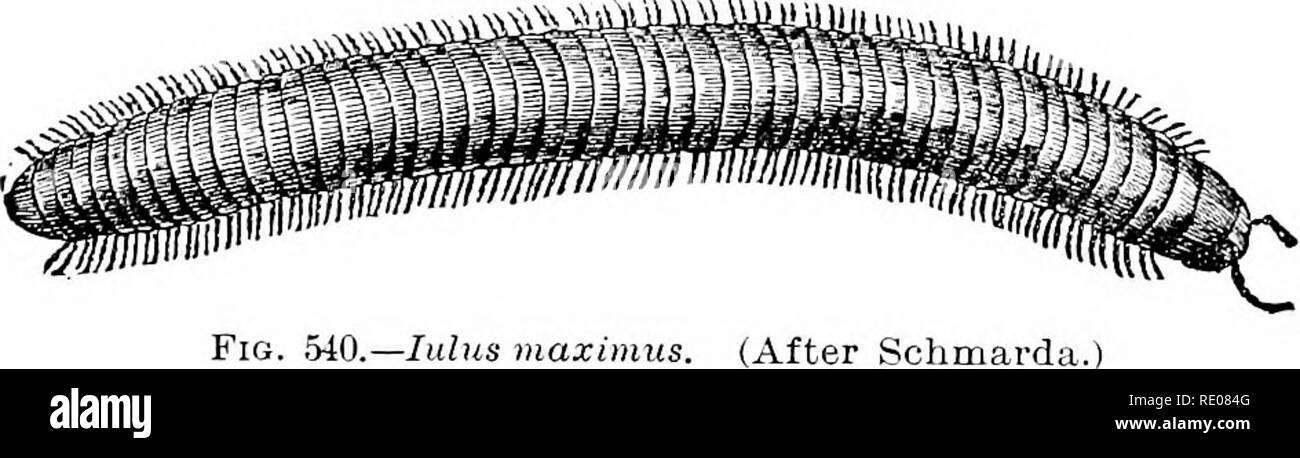 Spirobolus High Resolution Stock Photography and Images - Alamy