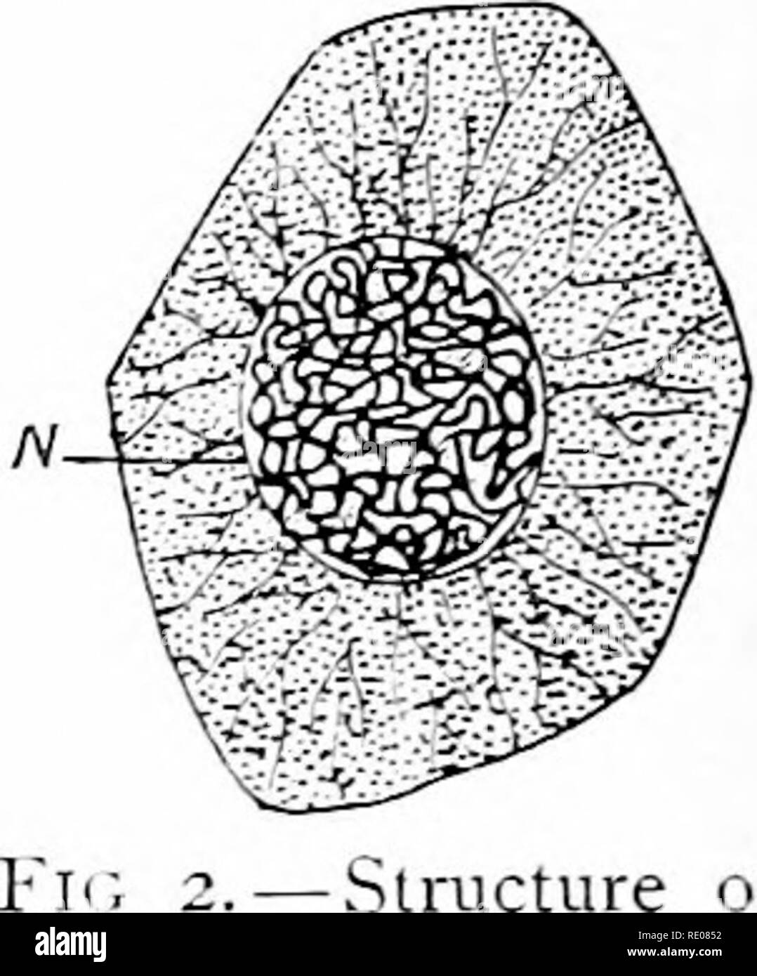 Nucleus is chromosomes Black and White Stock Photos & Images - Alamy