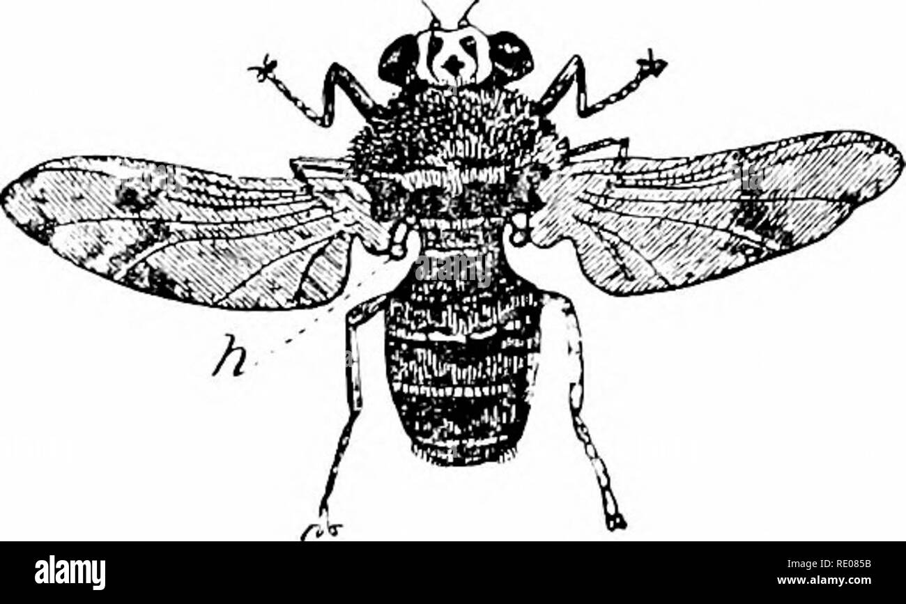 Bot fly Black and White Stock Photos & Images - Alamy
