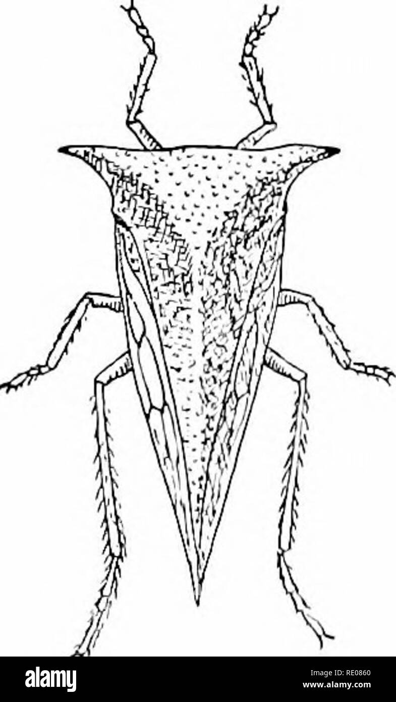 Coccus Cacti High Resolution Stock Photography and Images - Alamy