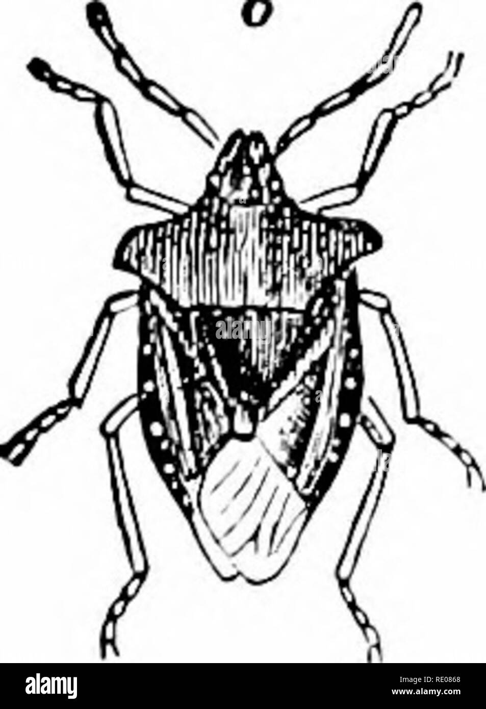 . A manual of zoology. Zoology. Fig. ^2i.—Peidatoina rufipes. (From ...