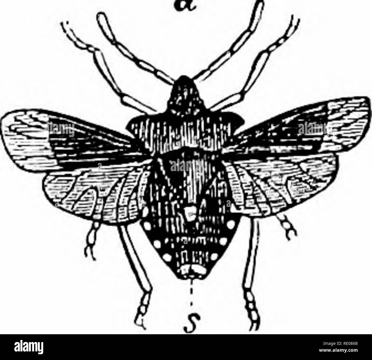 . A manual of zoology. Zoology. ir. INSECTA: UEXAPODA, RHTNC'UOrA. 489 ...