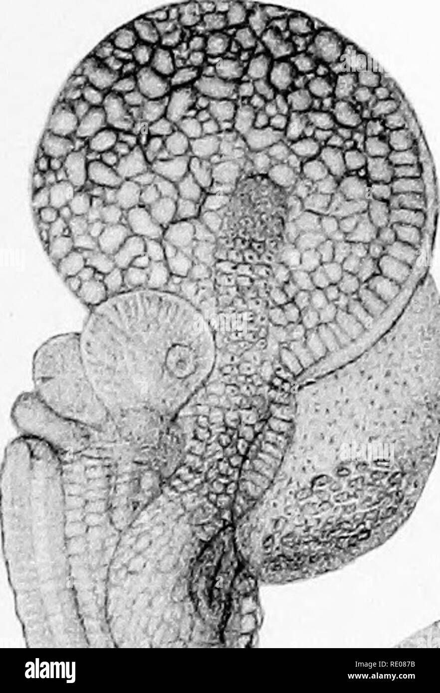 Polygyra albolabris hi-res stock photography and images - Alamy