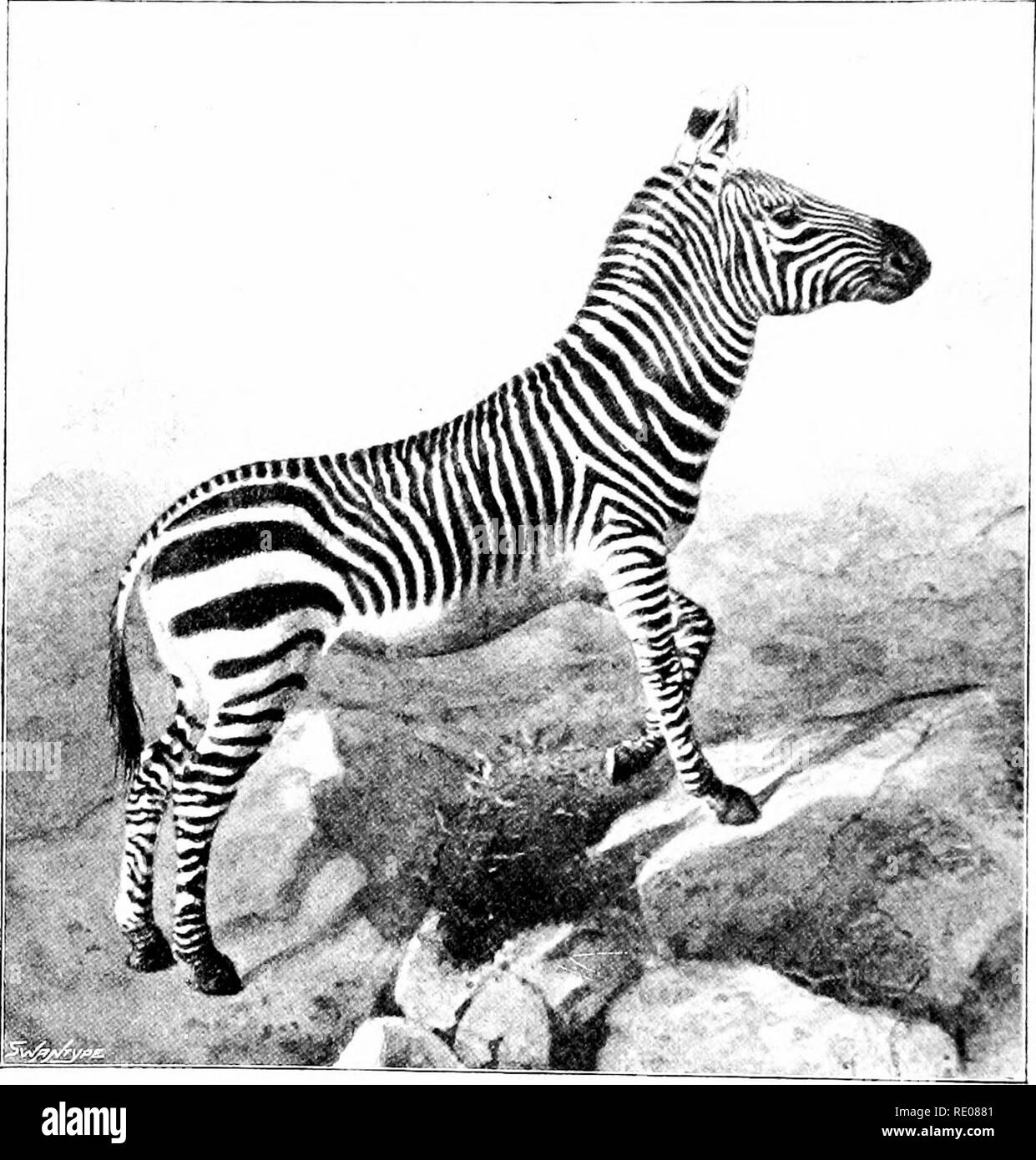 Very narrow stripes Black and White Stock Photos & Images - Alamy