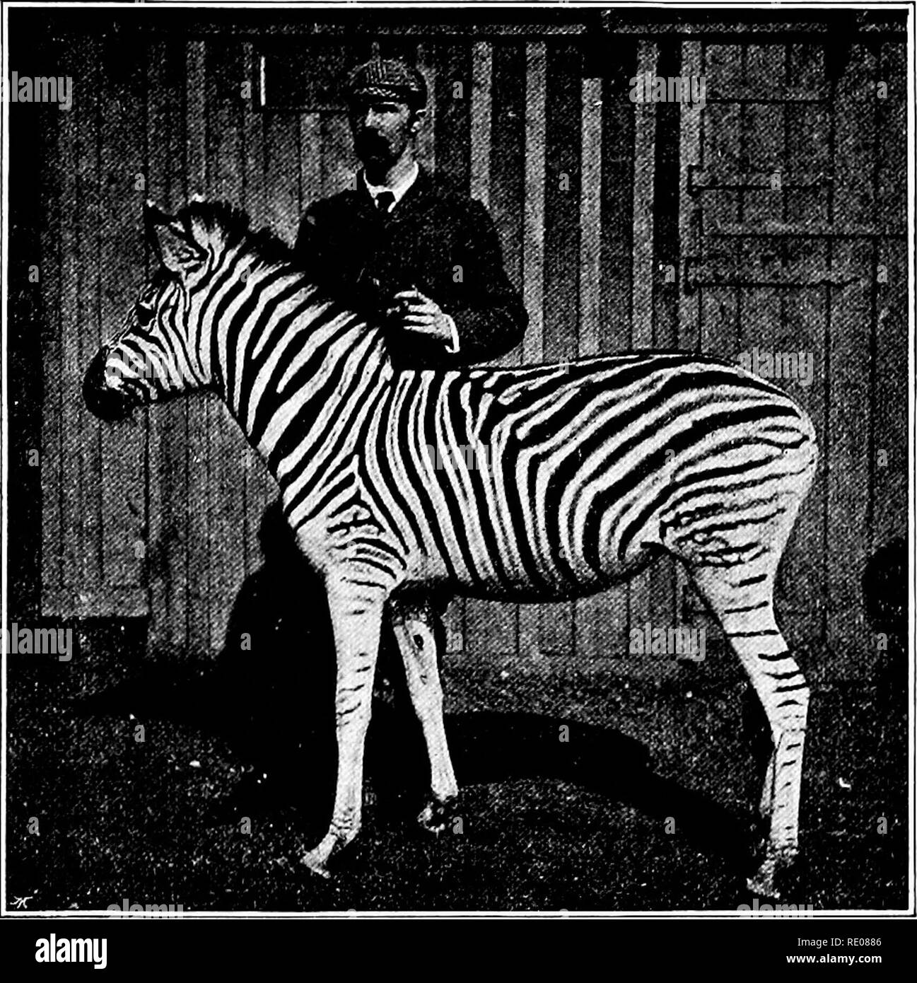 Zebra filly Black and White Stock Photos & Images - Alamy