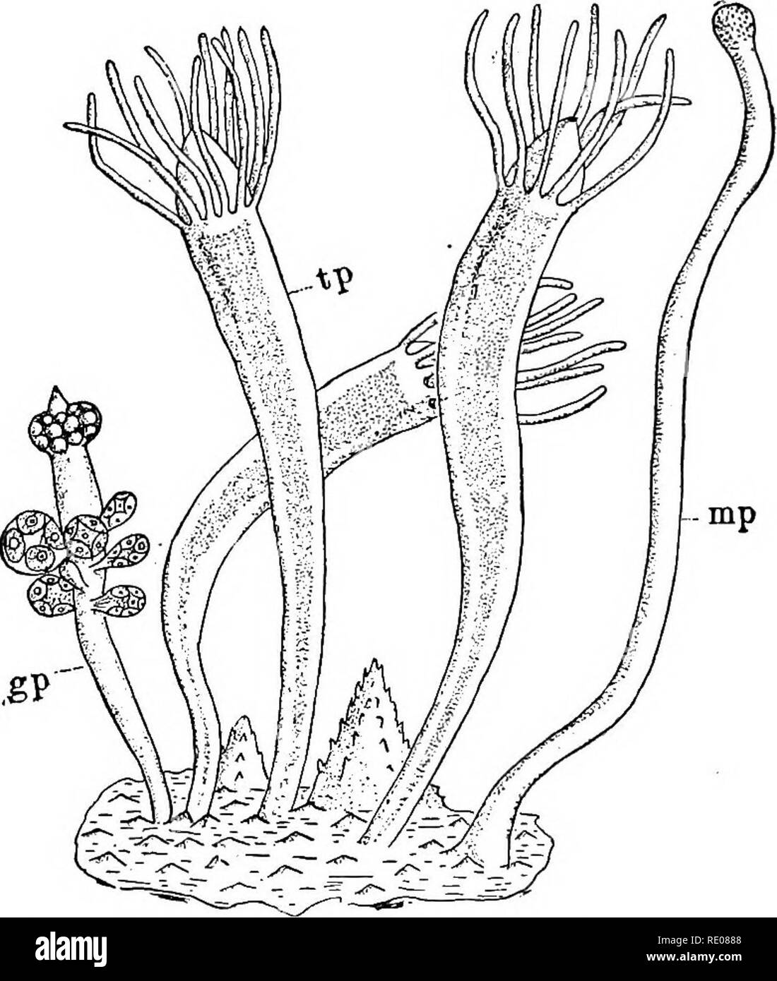 . A text-book of invertebrate morphology. Invertebrates. 88 ...