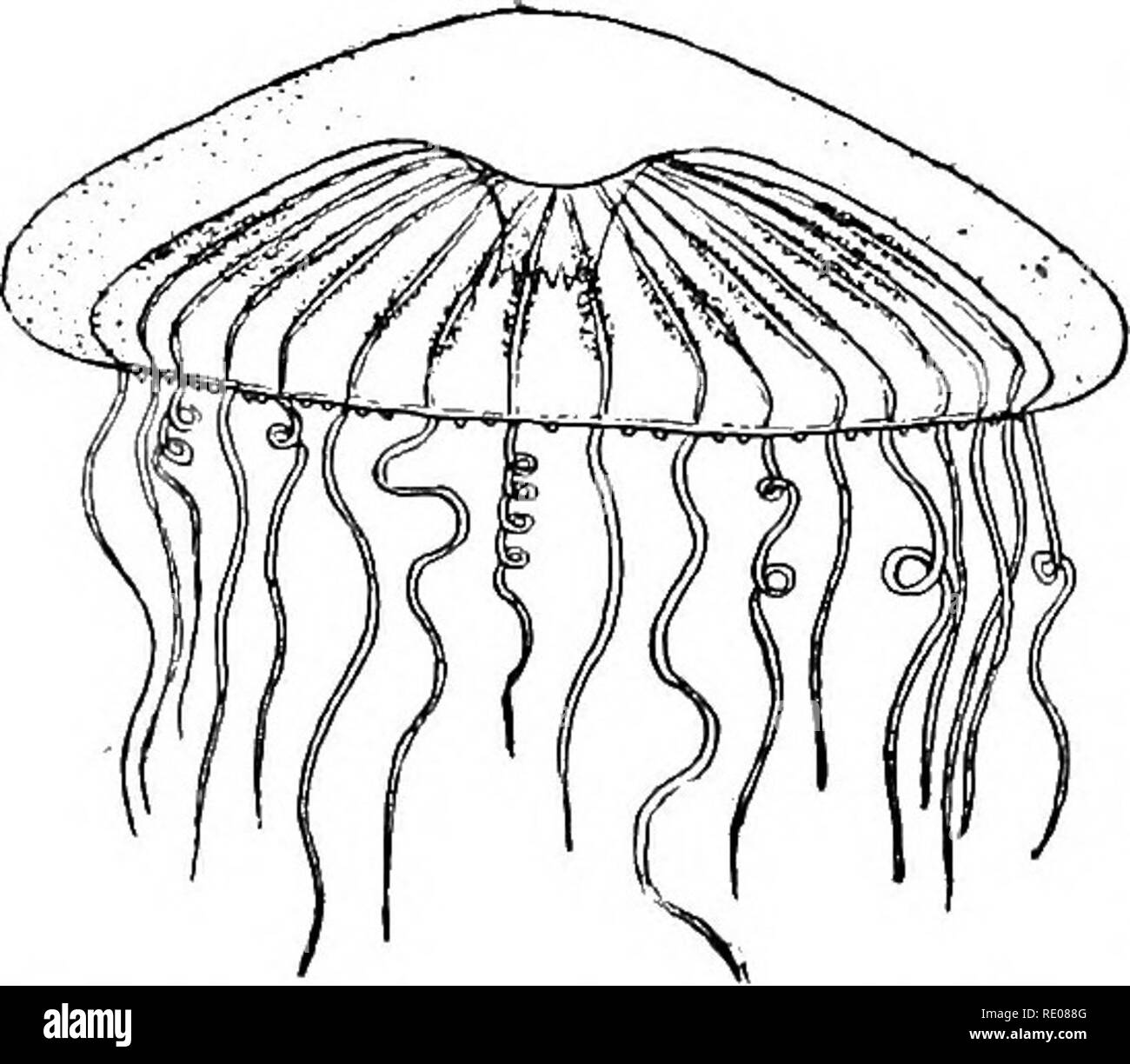 obelia jellyfish