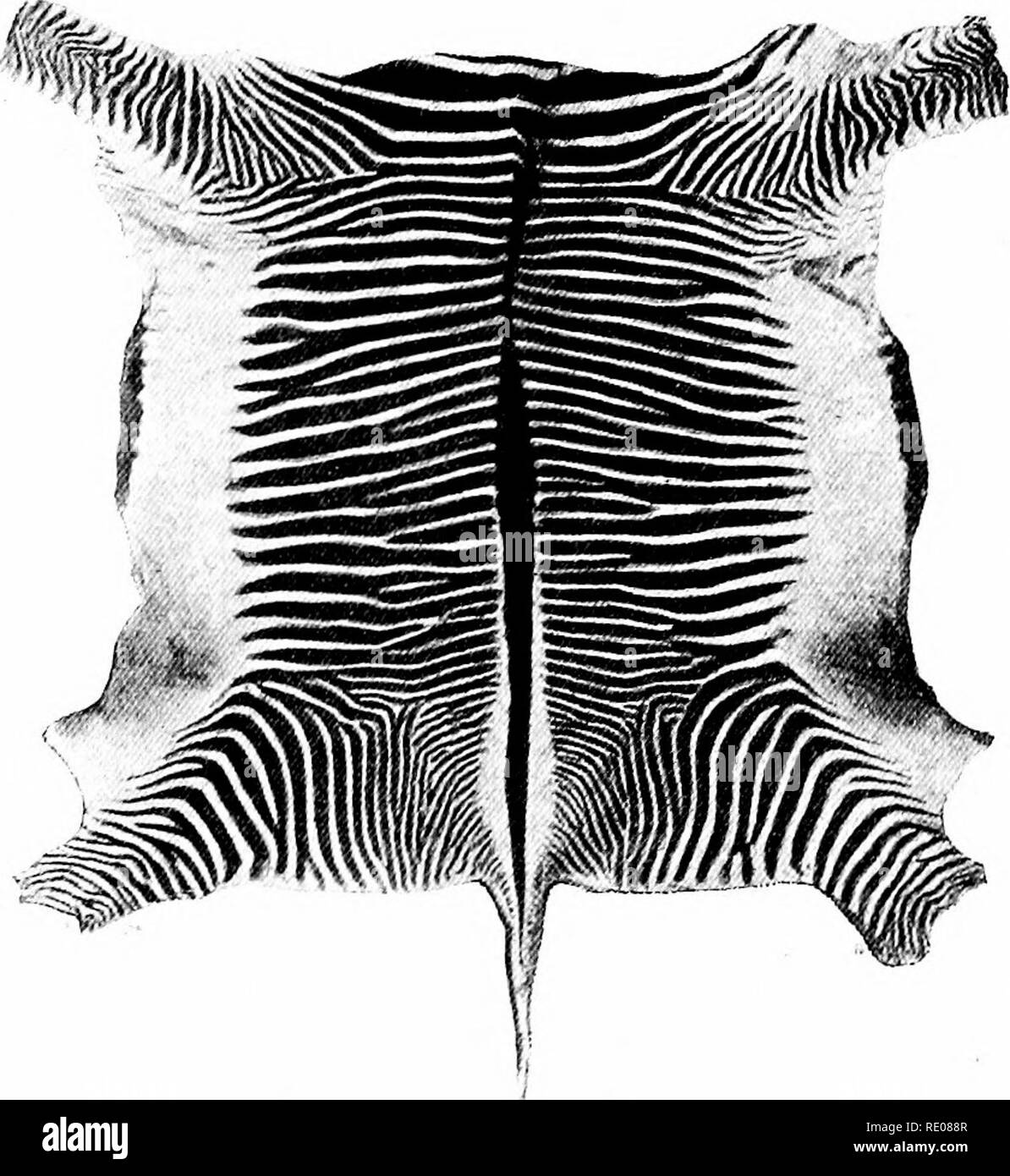 . The Penycuik experiments. Hybridization; Telegony; Horses; 1899 ...
