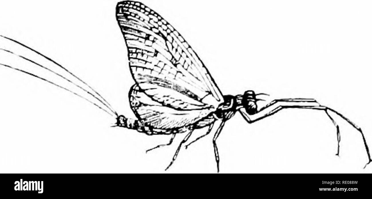 Psocid Black and White Stock Photos & Images - Alamy