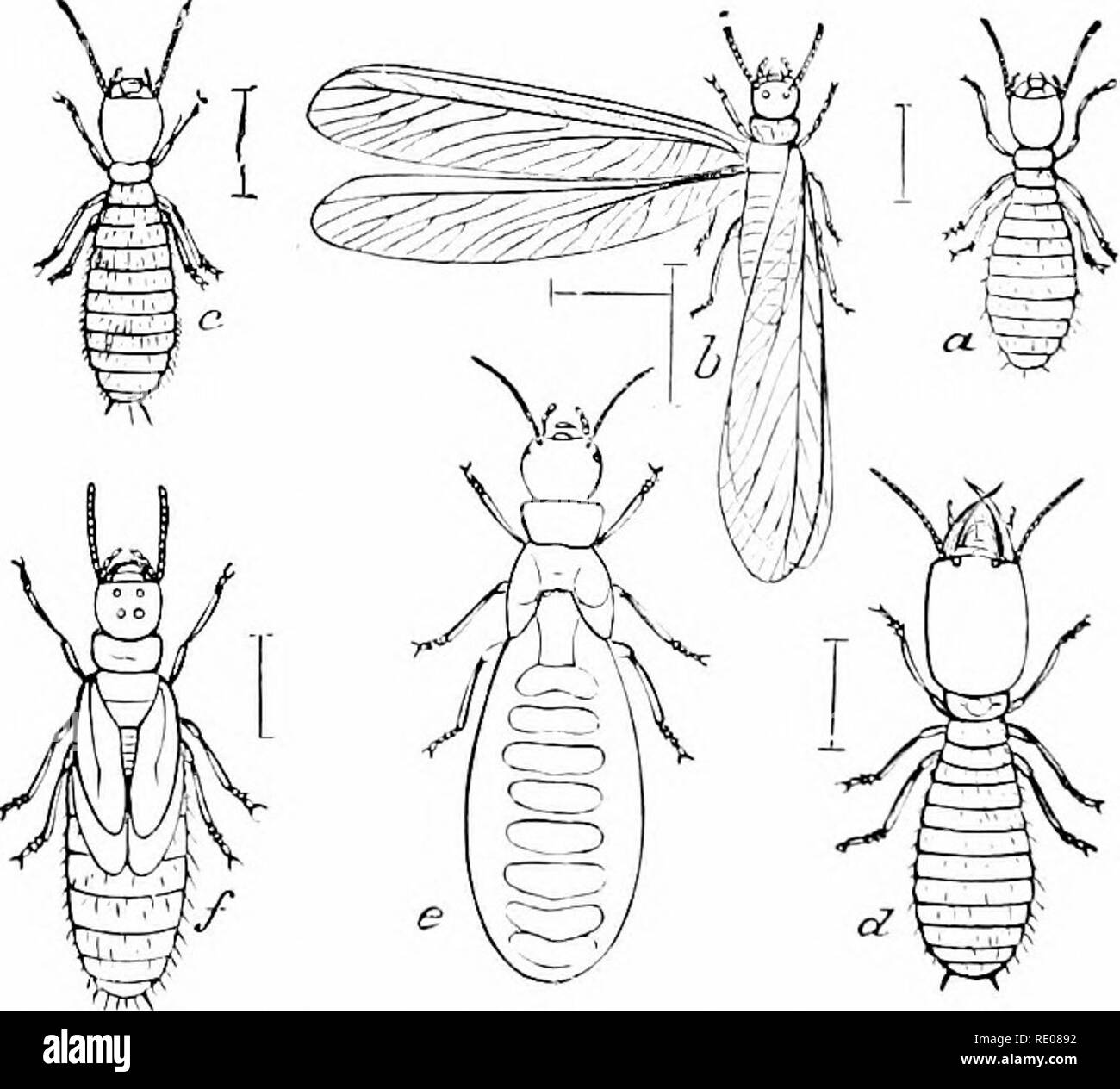 . A manual of zoology. Zoology. 478 ARTHROPODA. The Arcbiptera were ...