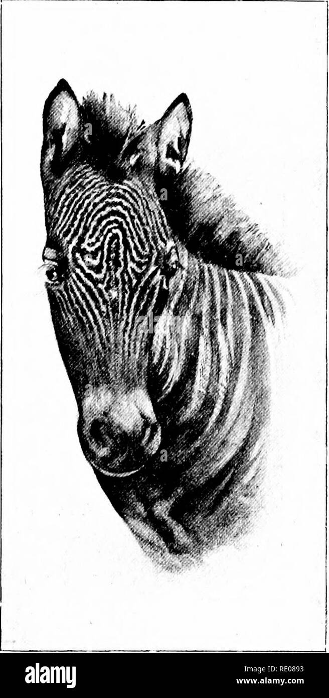 . The Penycuik experiments. Hybridization; Telegony; Horses; 1899 ...