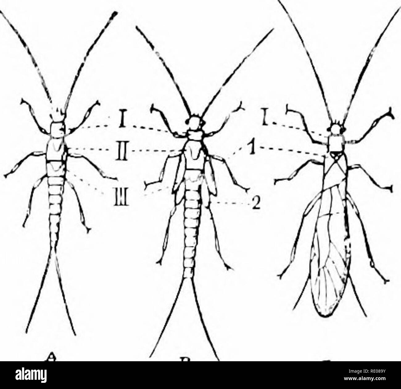 Hemimetabolous insects Black and White Stock Photos & Images - Alamy