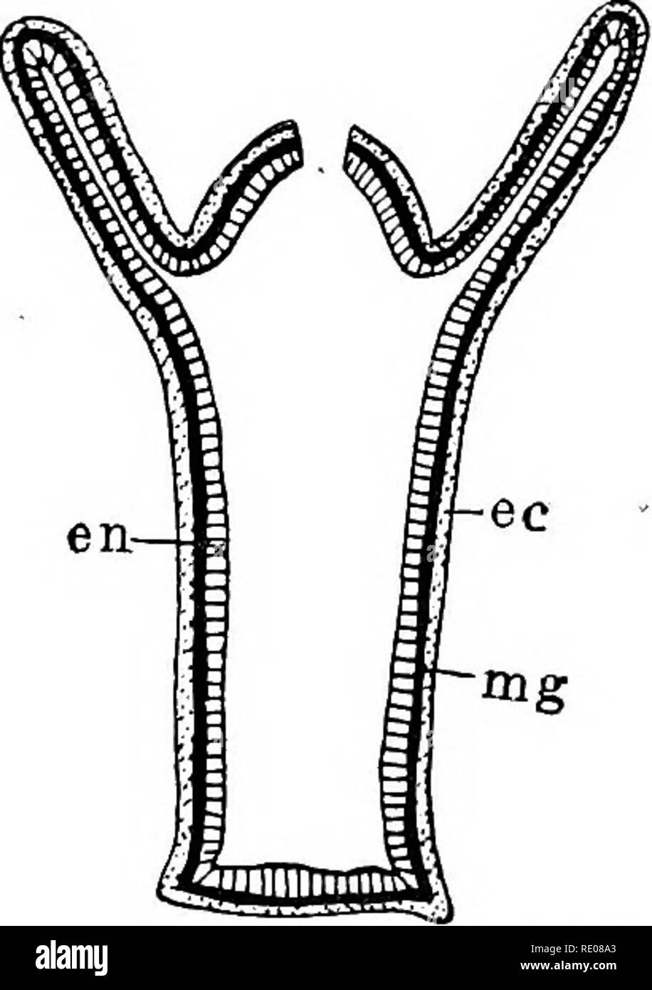 Diploblastic hi-res stock photography and images - Alamy