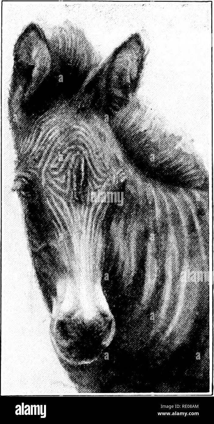. The Penycuik experiments. Hybridization; Telegony; Horses; 1899 ...