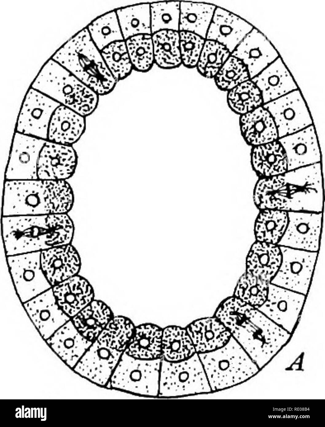 Blastocoel High Resolution Stock Photography and Images - Alamy