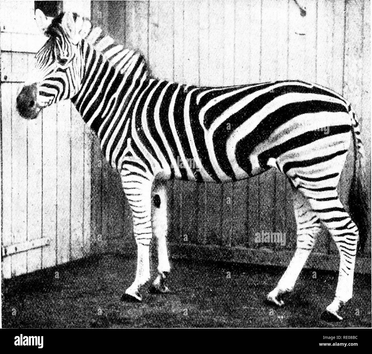 . The Penycuik experiments. Hybridization; Telegony; Horses; 1899. THE ...