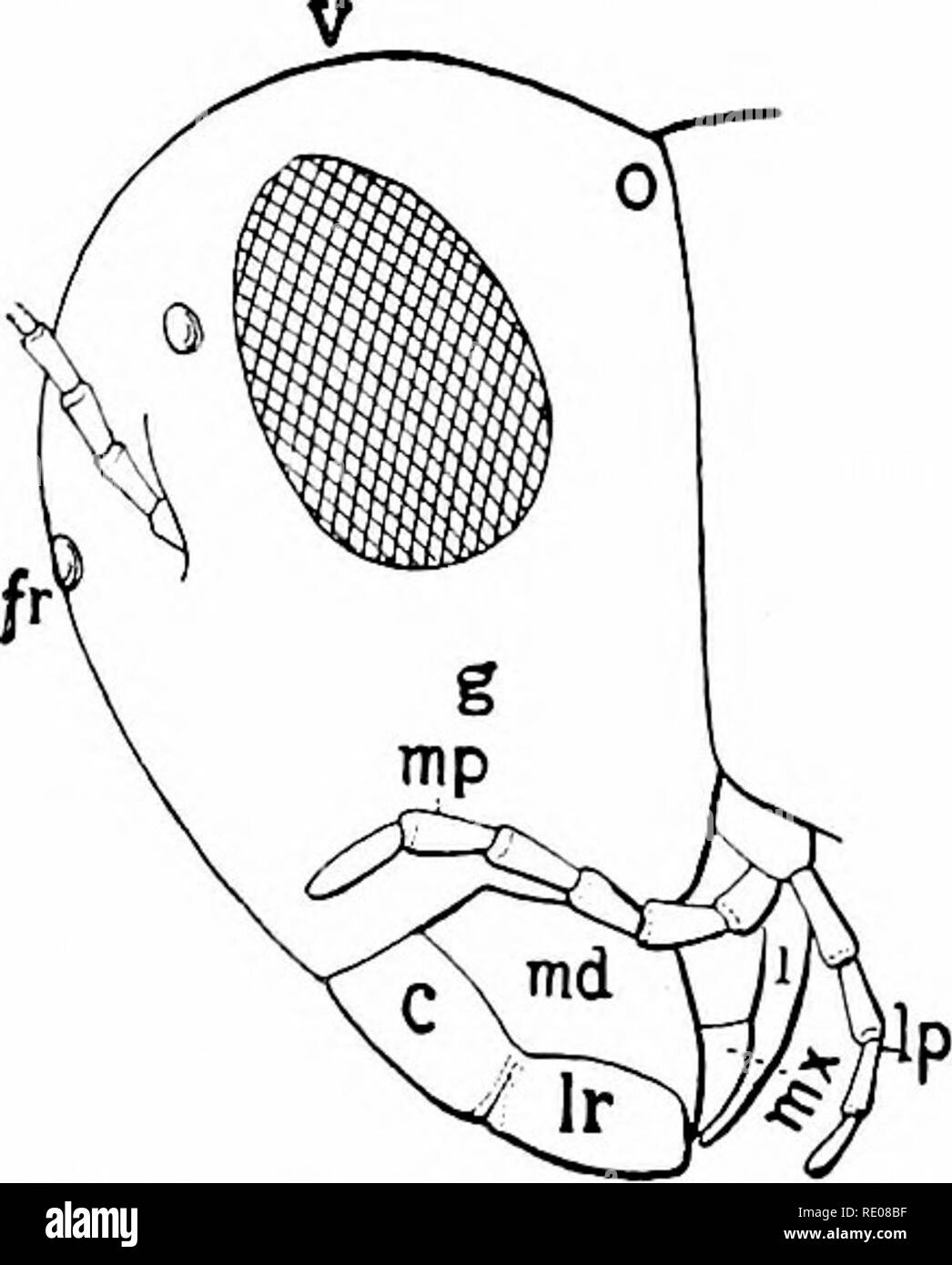 . A manual of zoology. Zoology. Fig. 484.—Schematic section of a ...