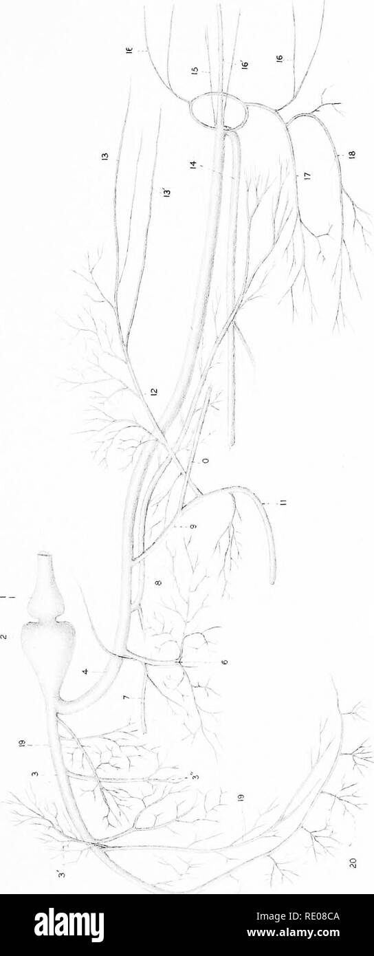 . Anatomy and physiology of Polygyra Albolabris and Limax Maximus and ...