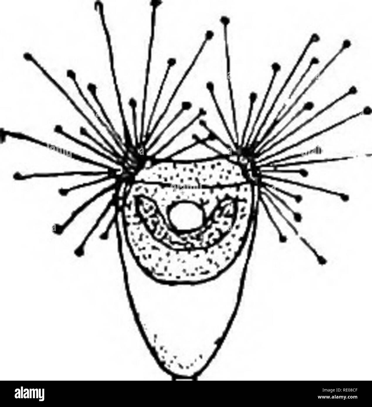 . A text-book of invertebrate morphology. Invertebrates. 36 ...