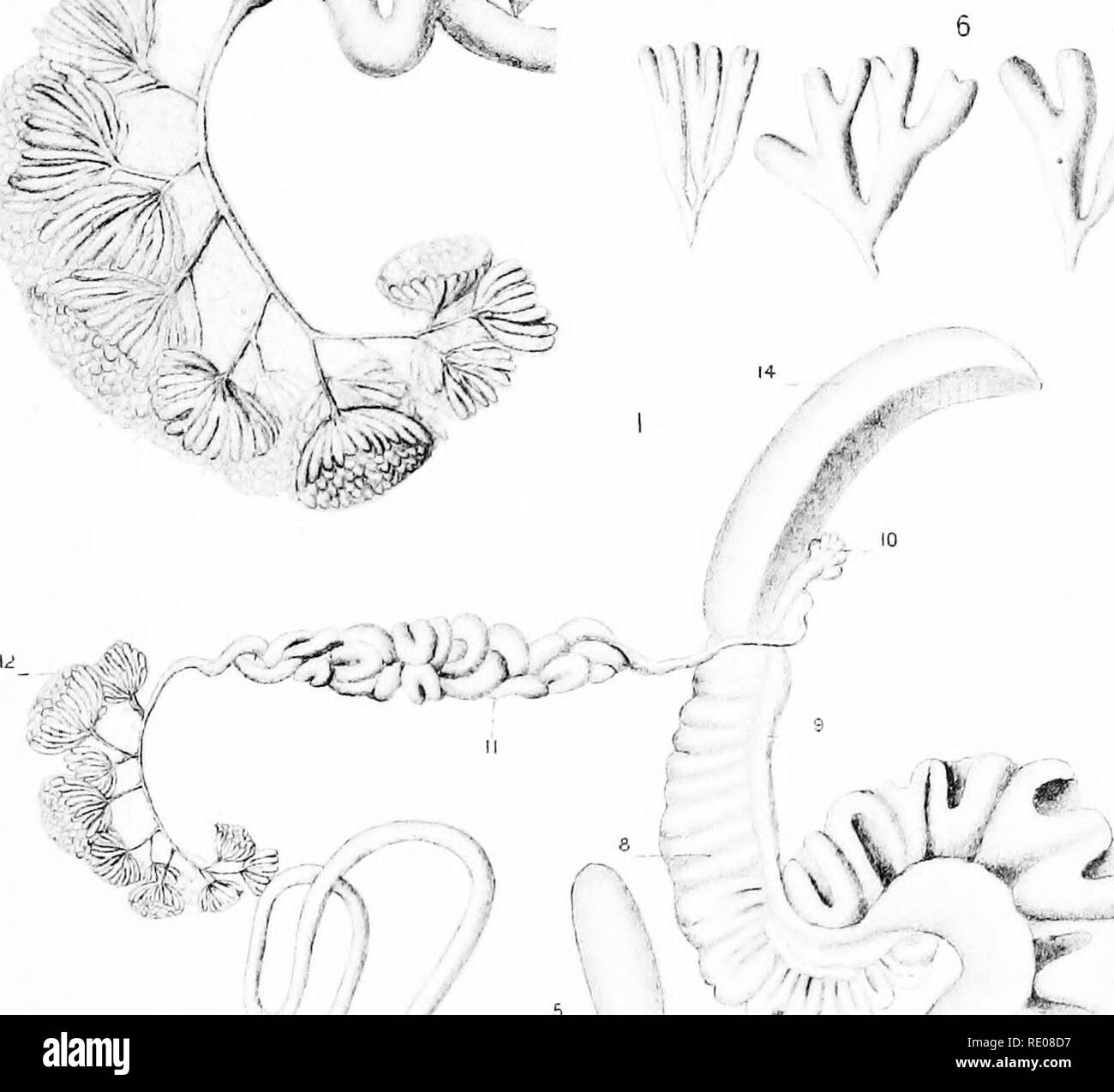 Polygyra albolabris hi-res stock photography and images - Alamy