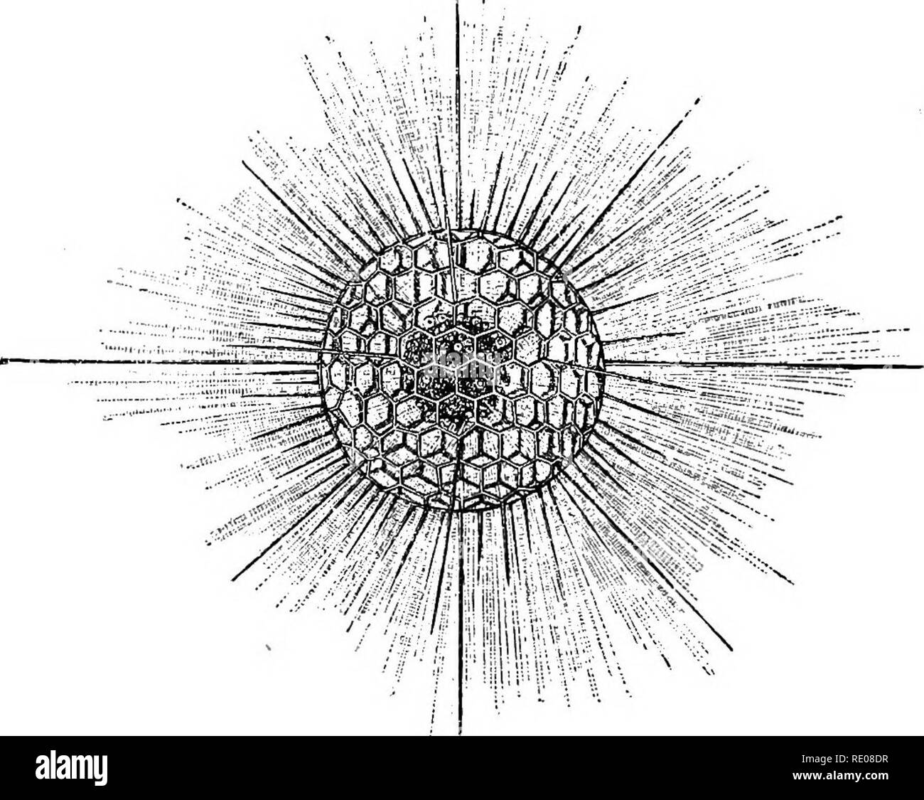 . A text-book of invertebrate morphology. Invertebrates. 20 ...